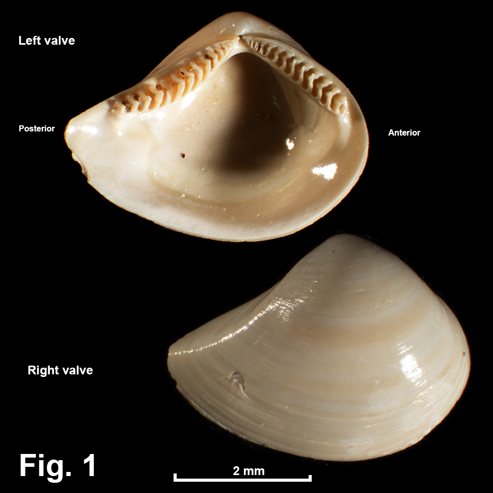 Jupiteria Fortis