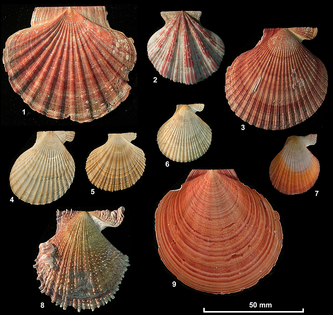 Family Pectinidae
