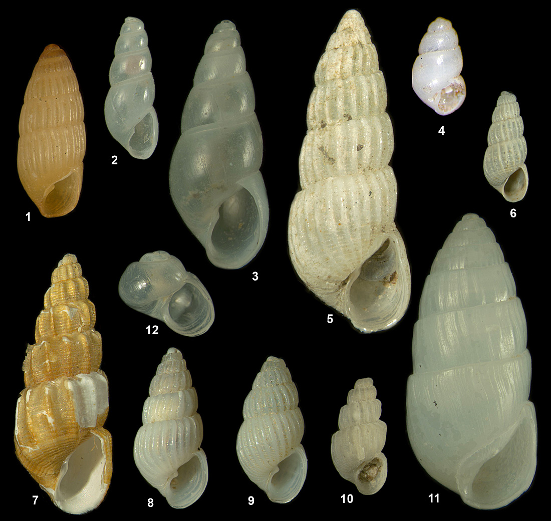 Pyramidellidae Plate 4
