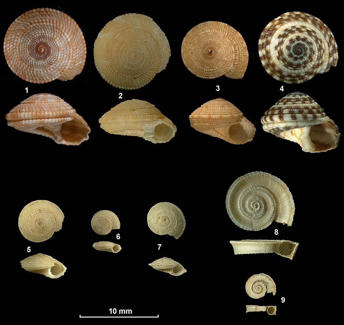 Architectonicidae Plate 2