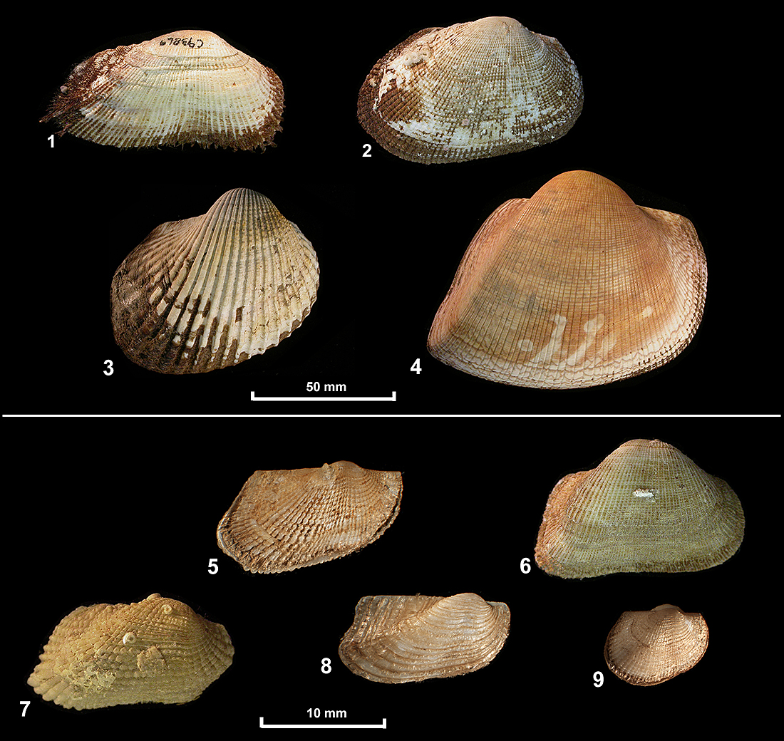 Arcidae, Cucullaeidae, Noetiidae