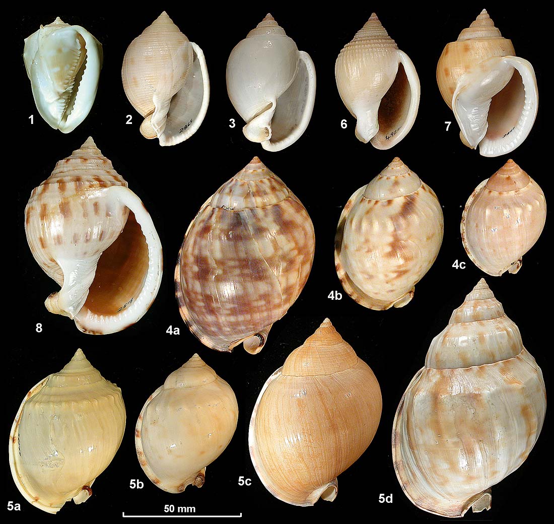 Cassidae ~ Everything You Need to Know with Photos | Videos