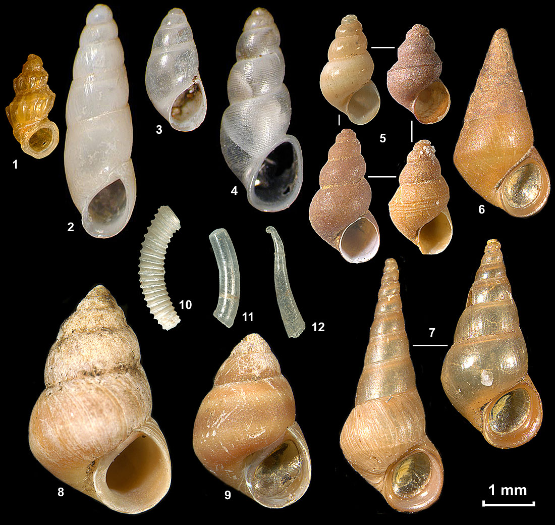 New Page 1 [seashellsofnsw.org.au]