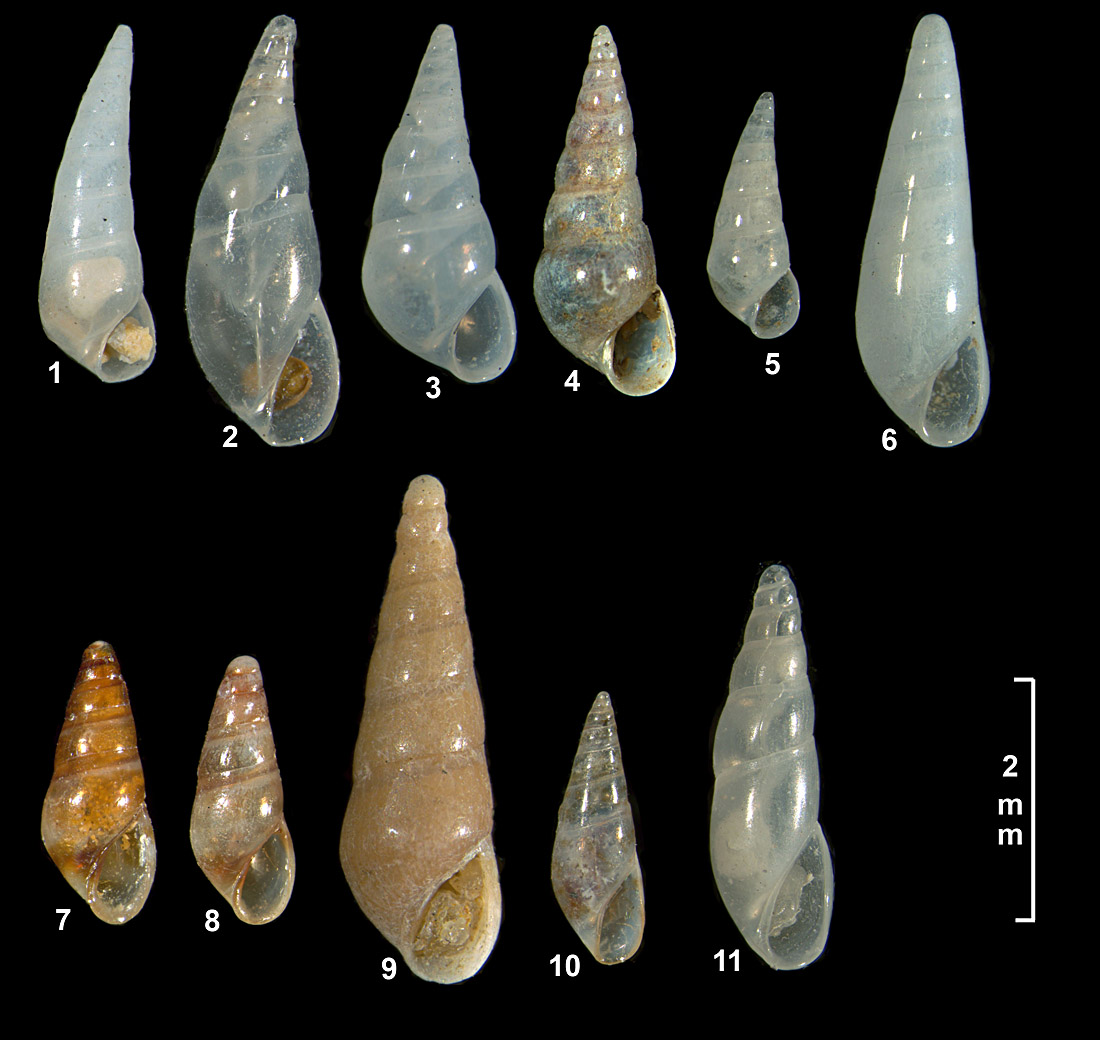 Euilimidae Plate 3