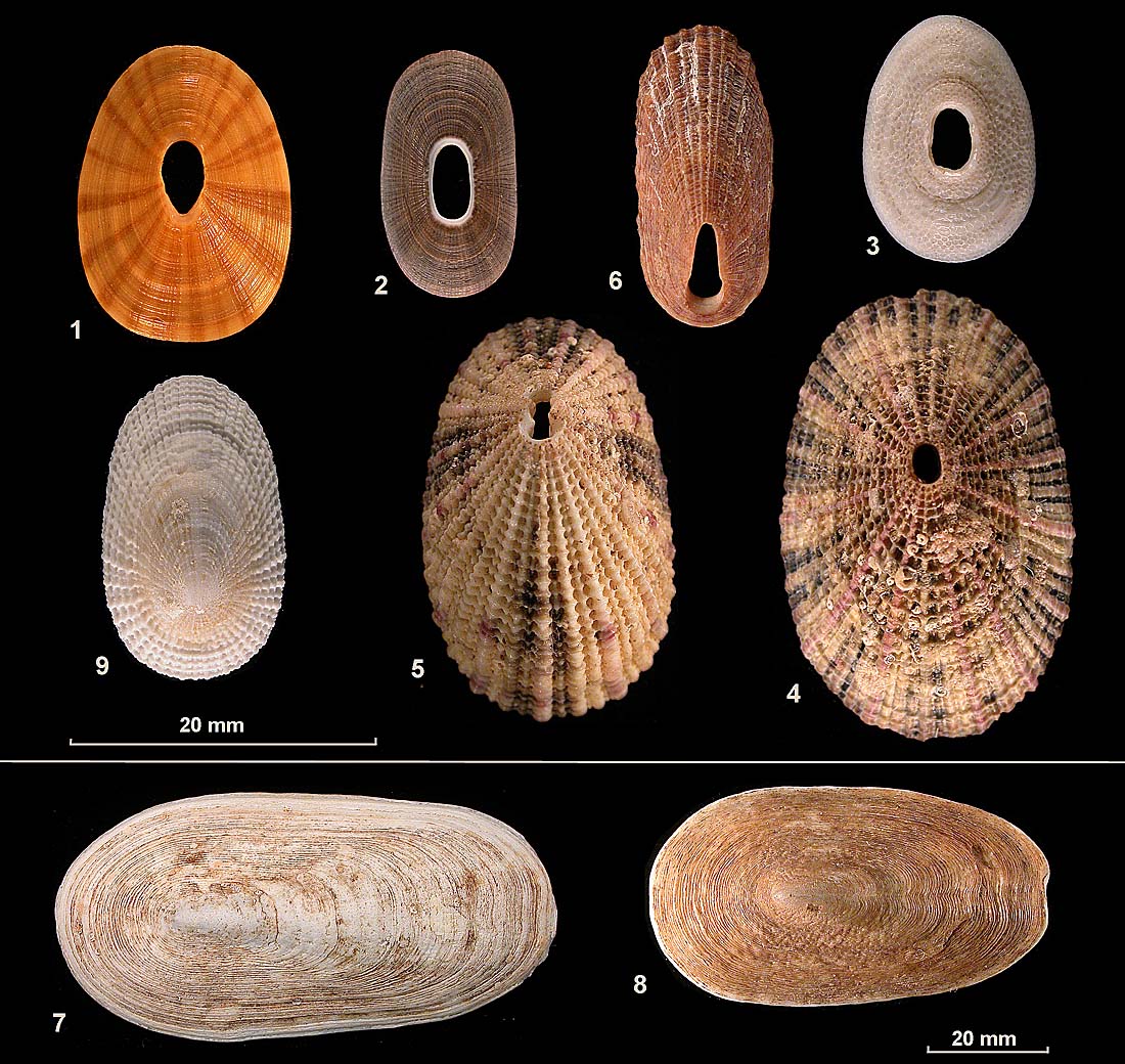 Fissurellidae plate 1