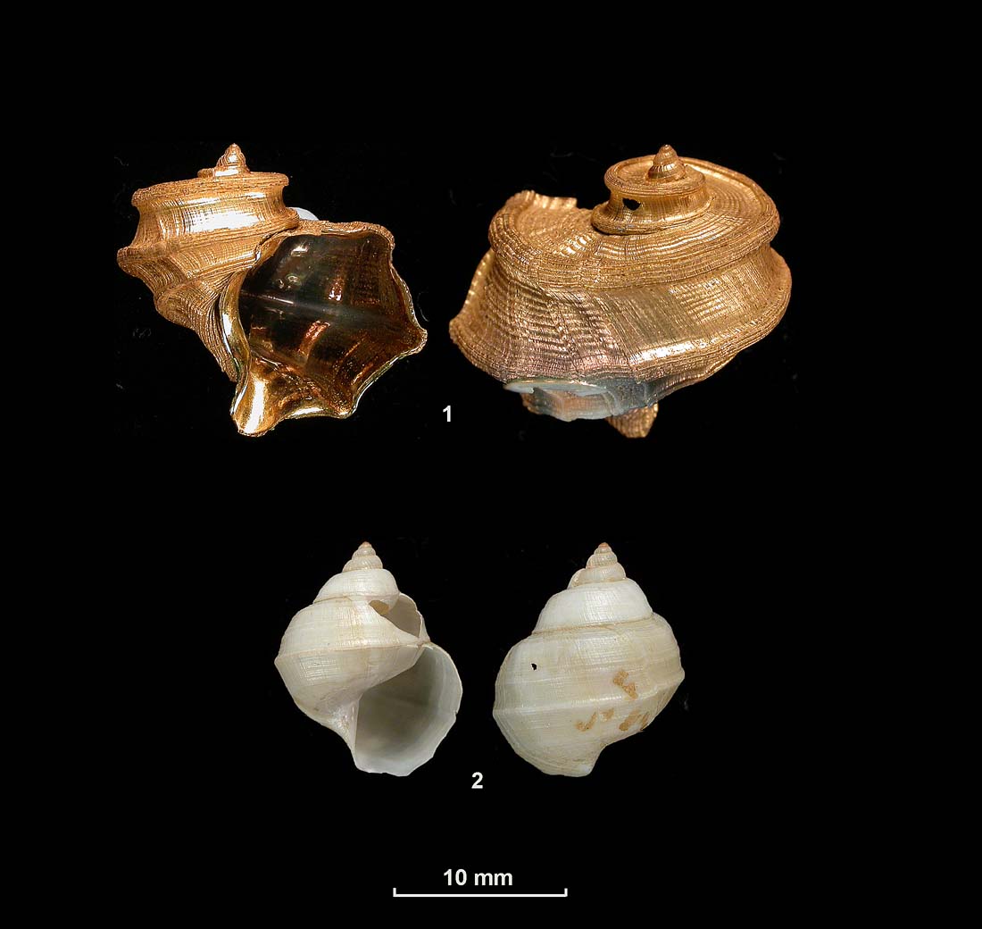 Family Laubierinidae