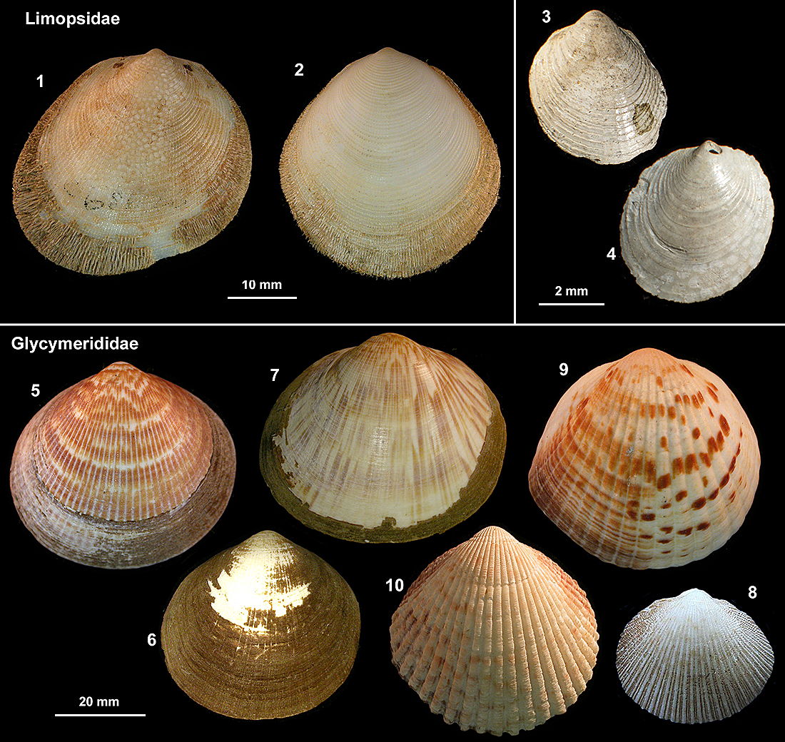 New Page 2 [seashellsofnsw.org.au]