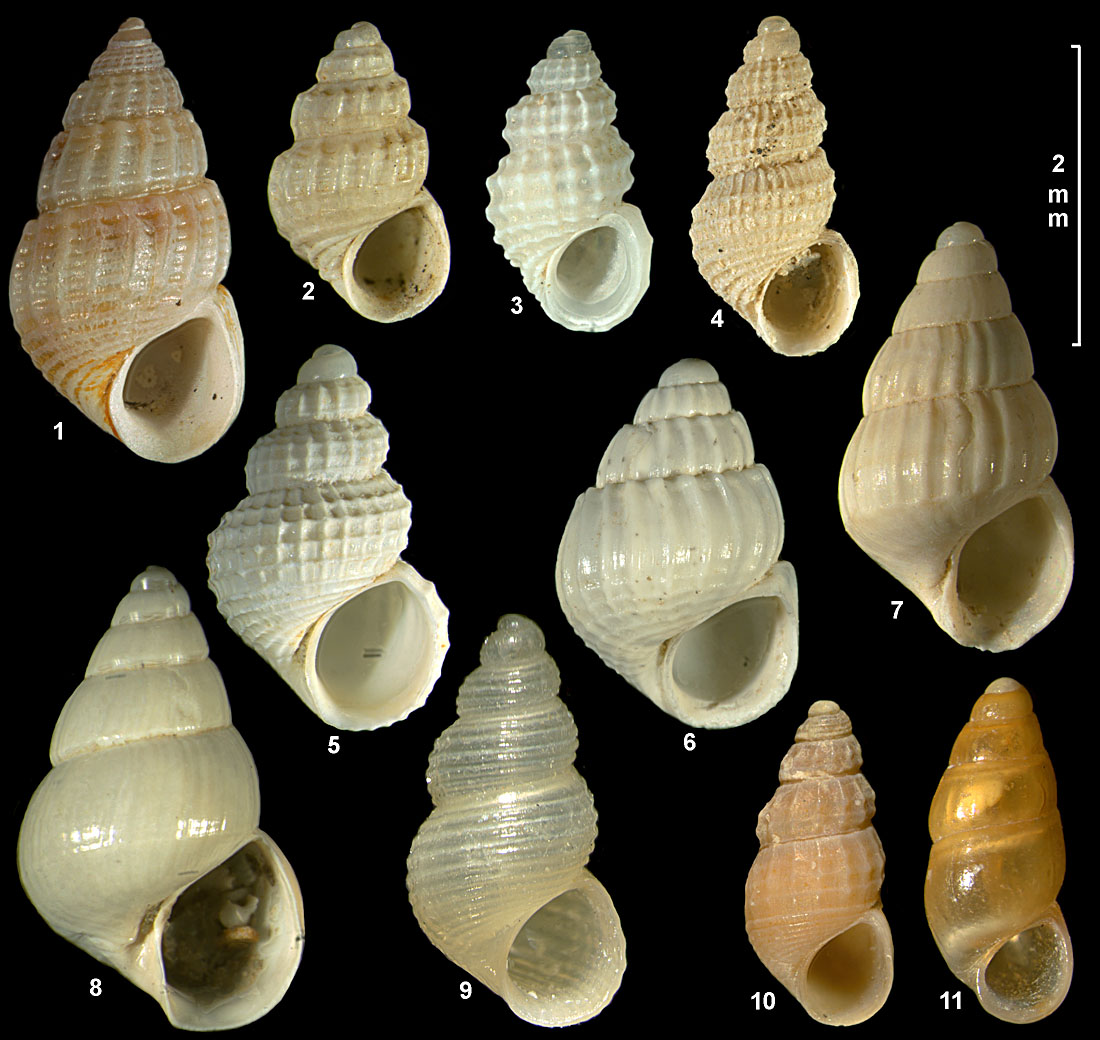 Rissoidae plate 2
