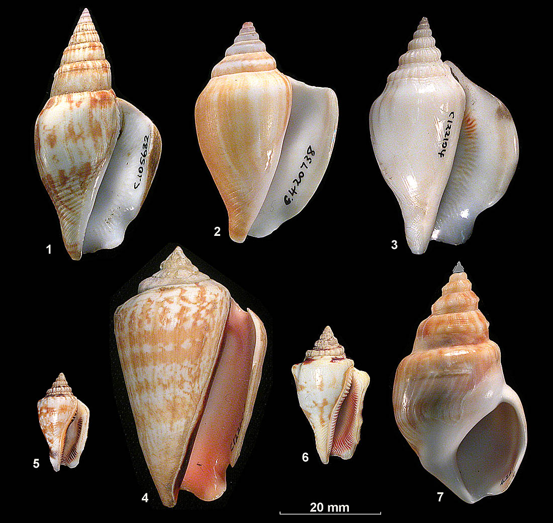 Strombidae - Alchetron, The Free Social Encyclopedia