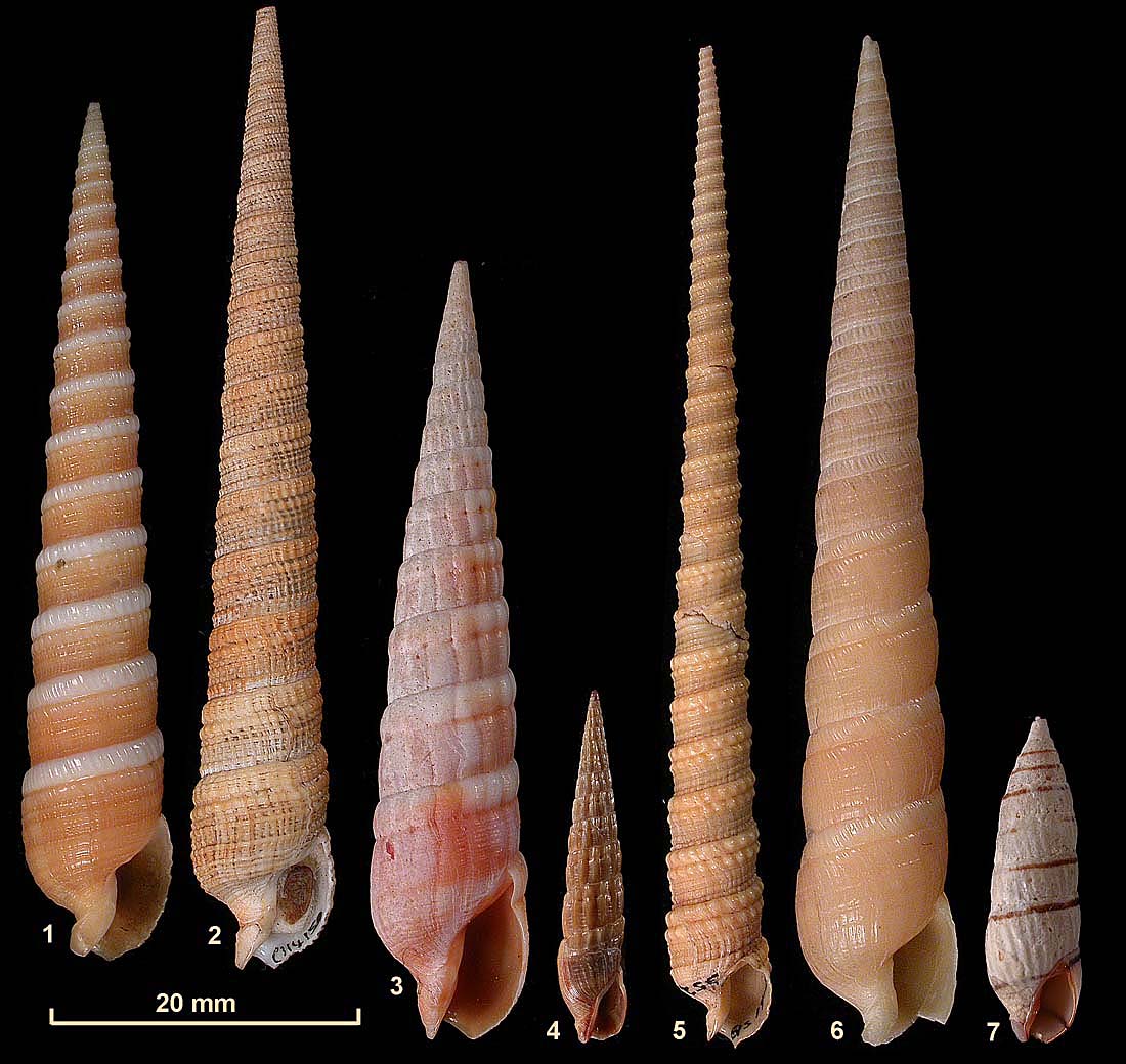 Terebridae - Alchetron, The Free Social Encyclopedia