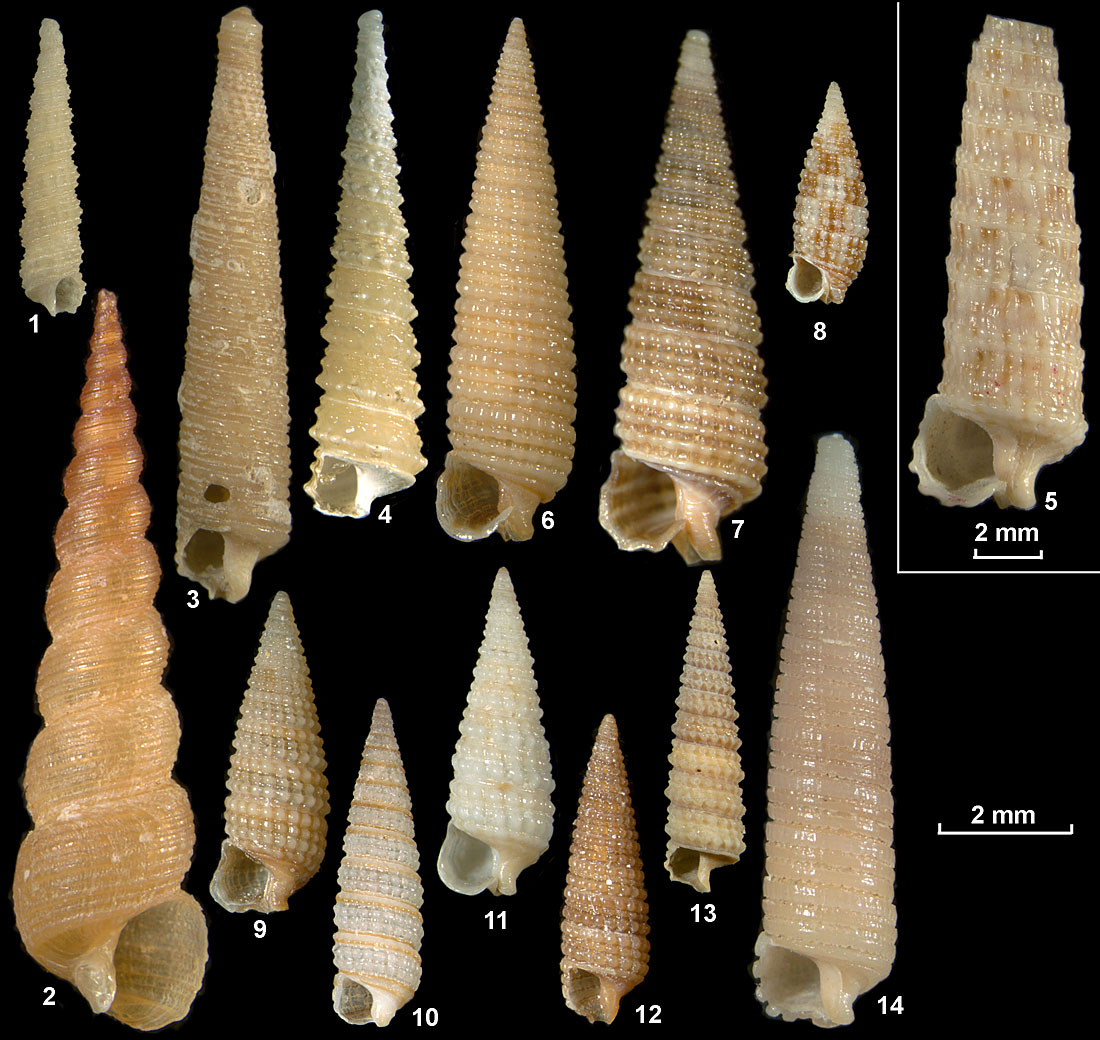 Triphoridae Plate 1