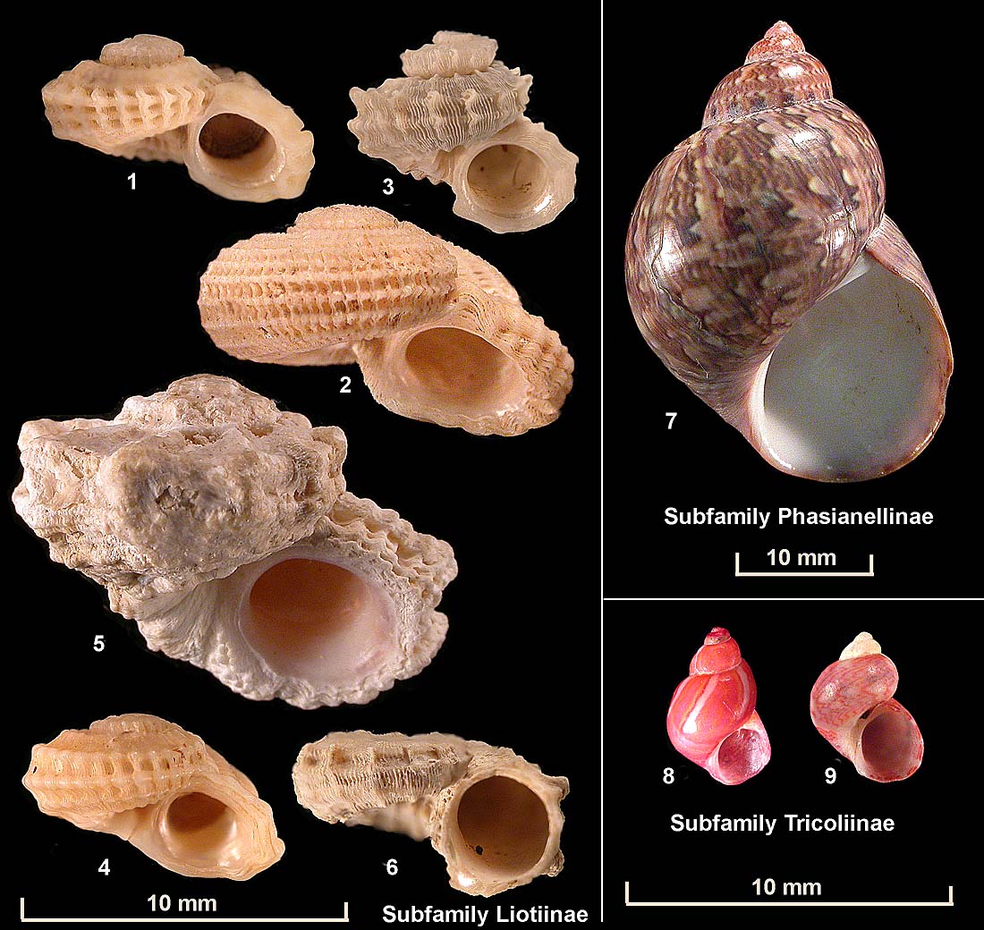 Turbinidae Plate 1