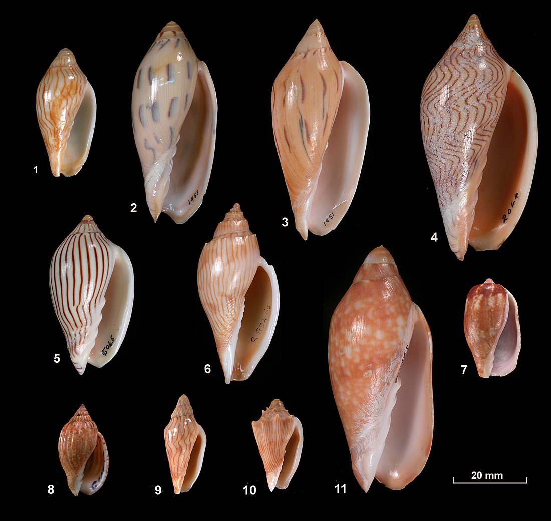Family Volutidae plate 1